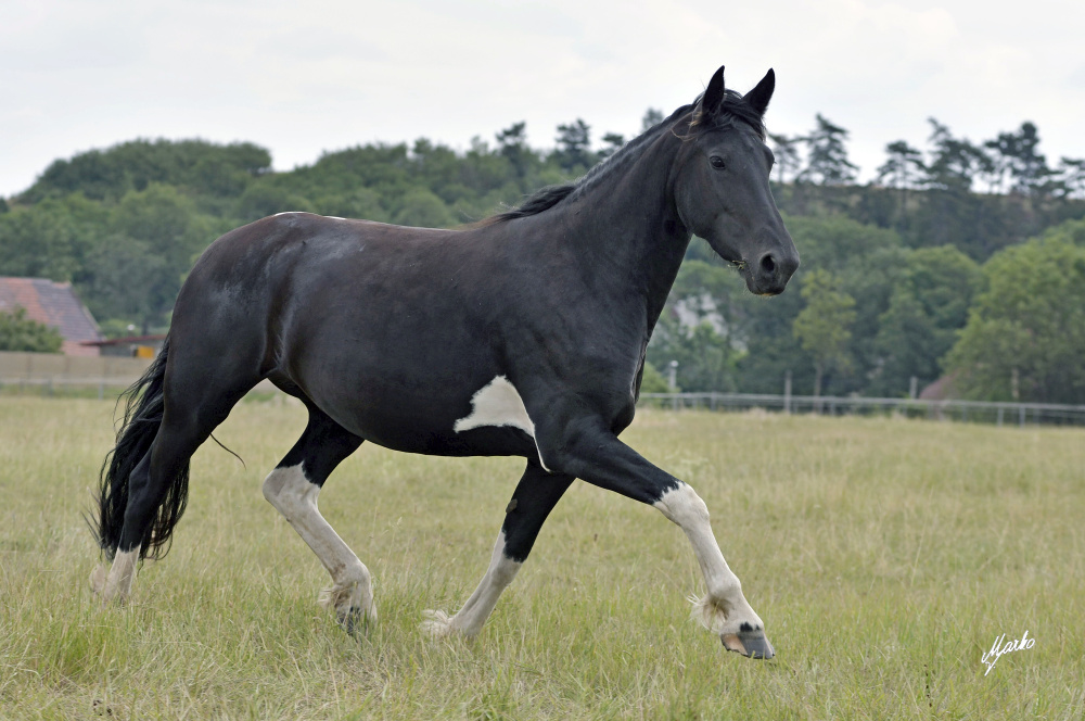 Goodshapes Barock Pintos