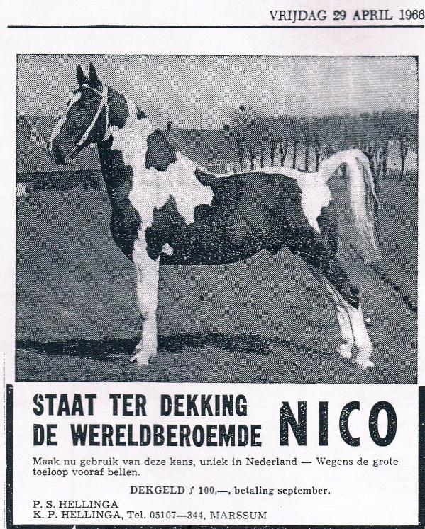 Barock Pinto